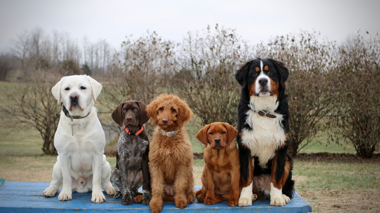 Dog Training Progress Report Example - GoodPetSupply.com